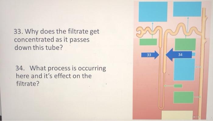 Solved 33. Why does the filtrate get concentrated as it | Chegg.com