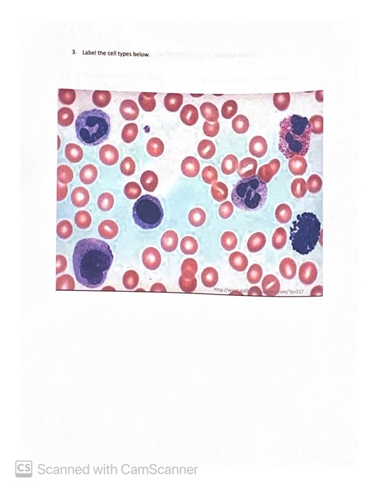 Solved 2. Label the major blood vessels. 2 CS Scanned with | Chegg.com