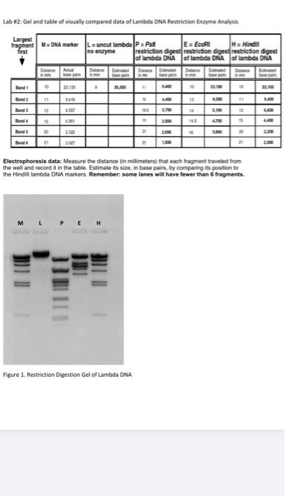 Solved Base pair (size) determination based on standard | Chegg.com