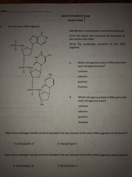Solved NAME: LABORATORY EXERCISE LAB Nucleic Acids 2. For | Chegg.com