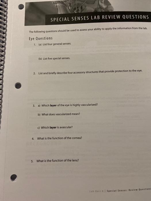 Solved SPECIAL SENSES LAB REVIEW QUESTIONS The following | Chegg.com