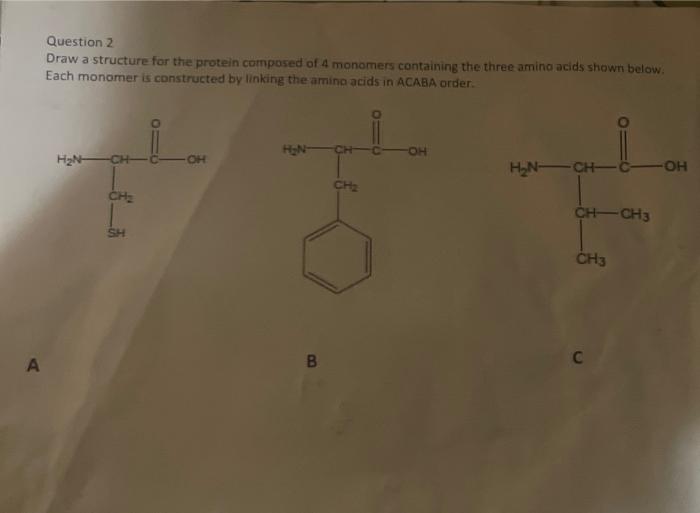 Solved Question 2 Draw a structure for the protein composed | Chegg.com