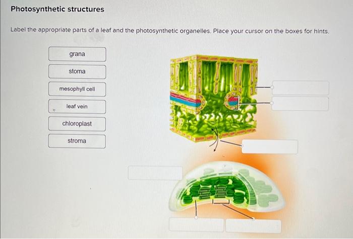 Solved Photosynthetic structures Label the appropriate parts | Chegg.com