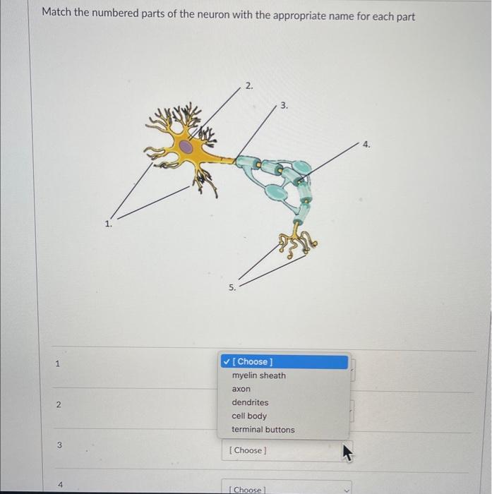 Solved Match the numbered parts of the neuron with the | Chegg.com