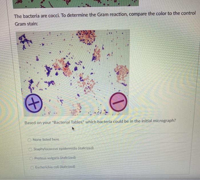 Solved Question 19 2. You do a Gram stain and get following | Chegg.com