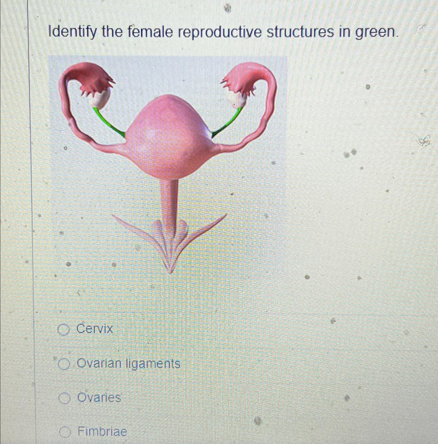 Solved Identify the female reproductive structures in | Chegg.com
