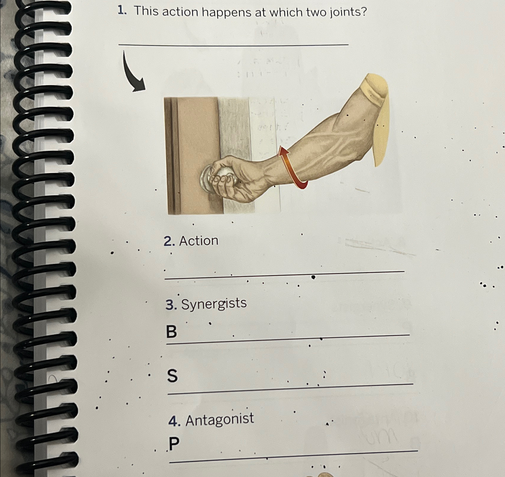 Solved This action happens at which two | Chegg.com