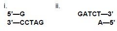 Solved Look at the cut DNA sequences shown below in i) ﻿and | Chegg.com