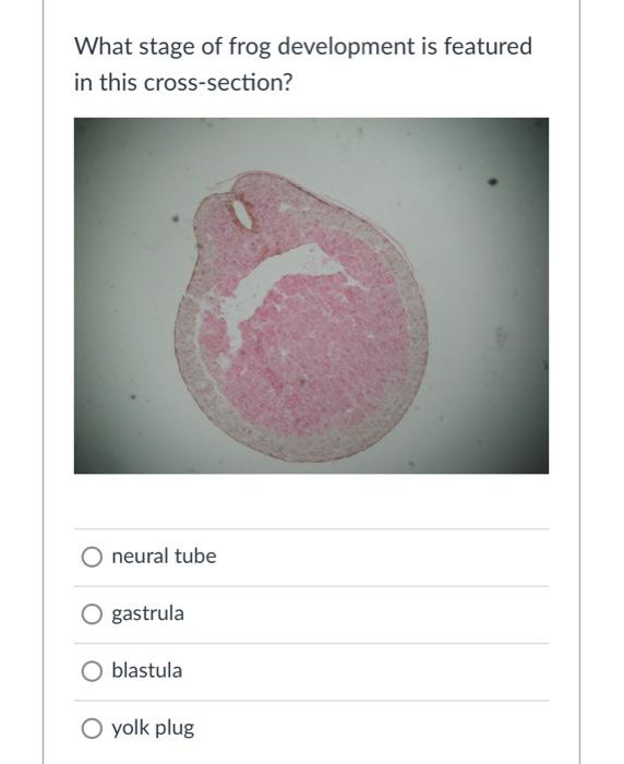 Solved What stage of frog development is featured in this | Chegg.com