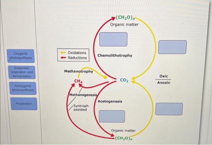 Solved Identify the metabolic pathway that is using carbon | Chegg.com