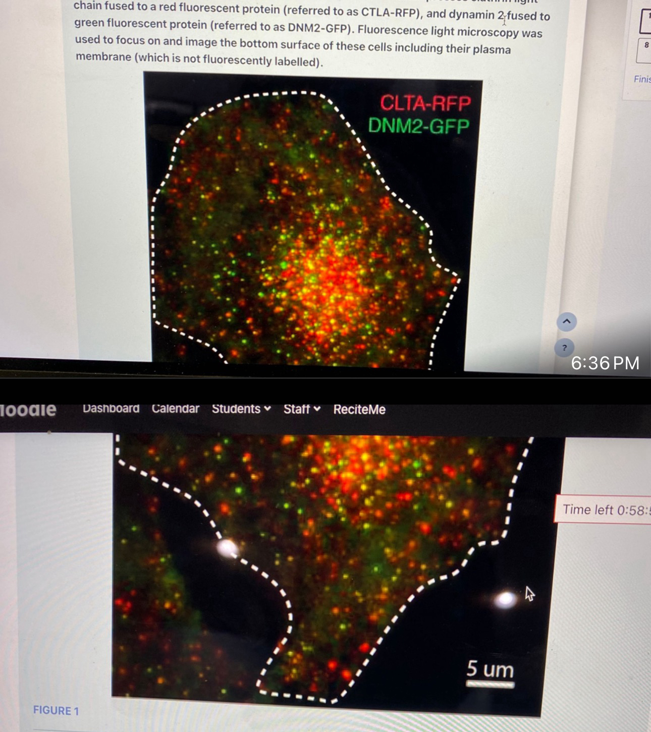 Solved Question 01. ﻿Analyse the fluorescence image of a | Chegg.com
