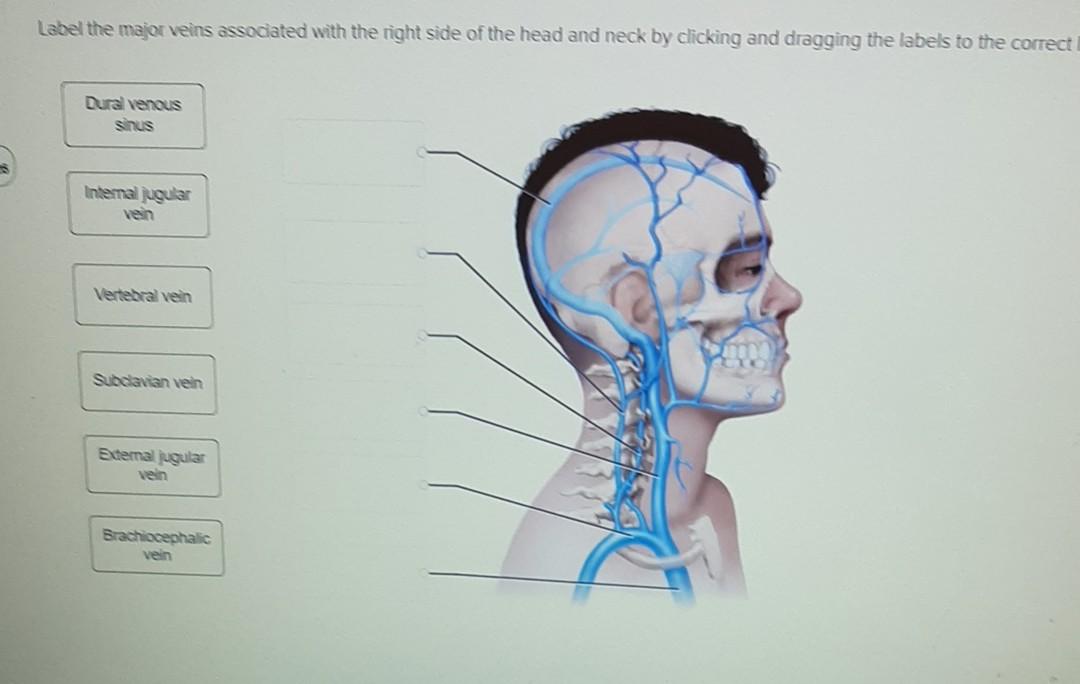 Solved Label the major veins associated with the right side | Chegg.com