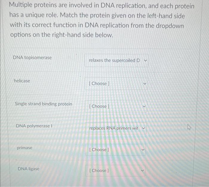 Solved Multiple proteins are involved in DNA replication, | Chegg.com