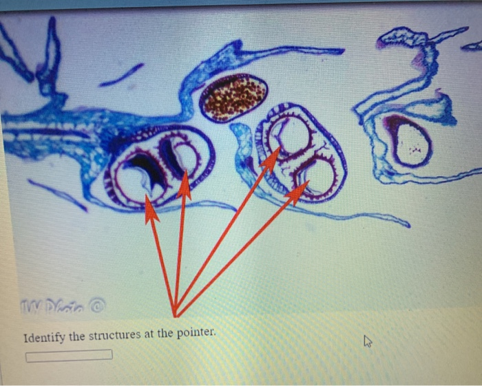 Solved Tin @ Identify the structures at the pointer. | Chegg.com