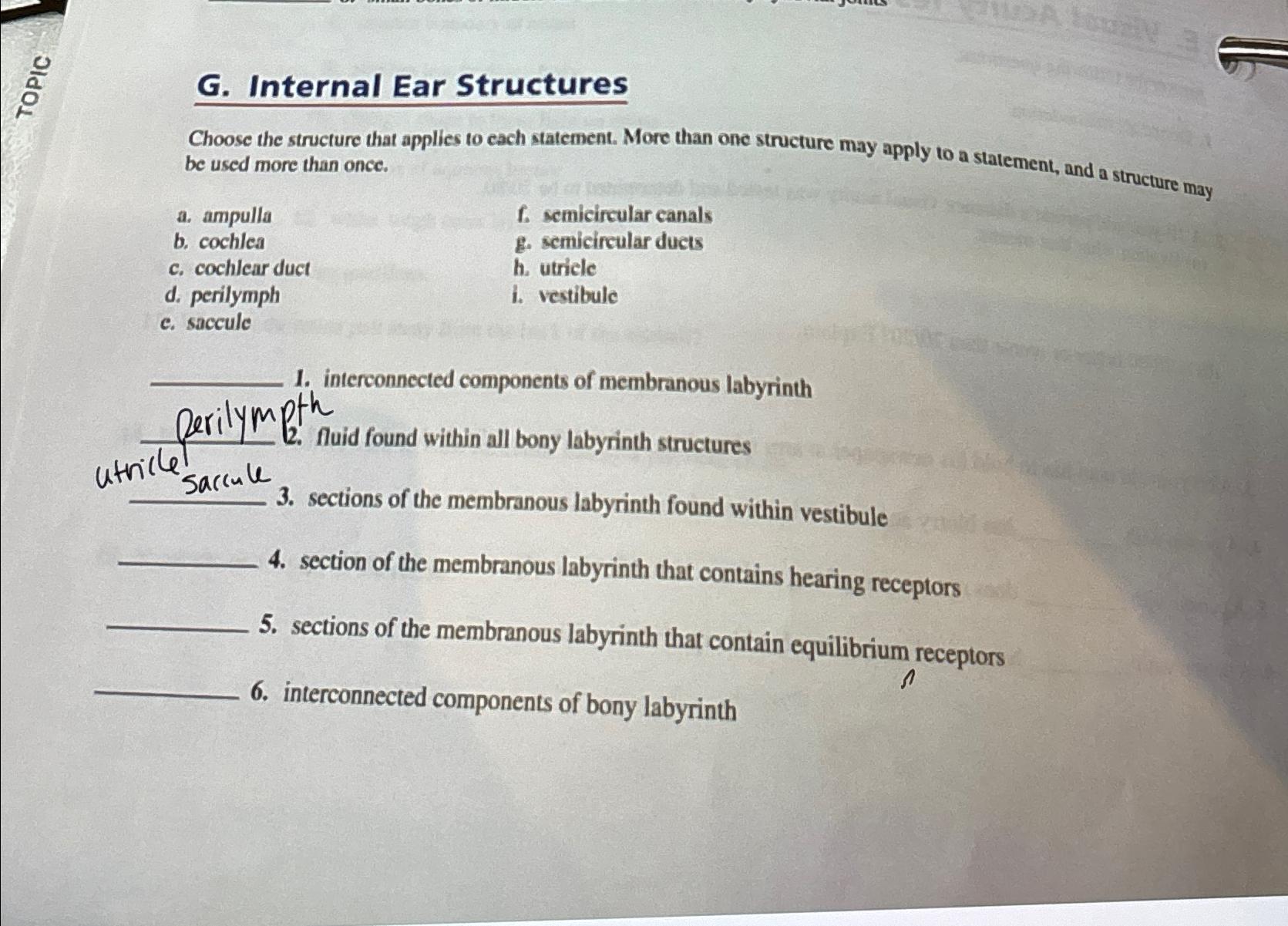 Solved G. ﻿Internal Ear StructuresChoose the structure that | Chegg.com