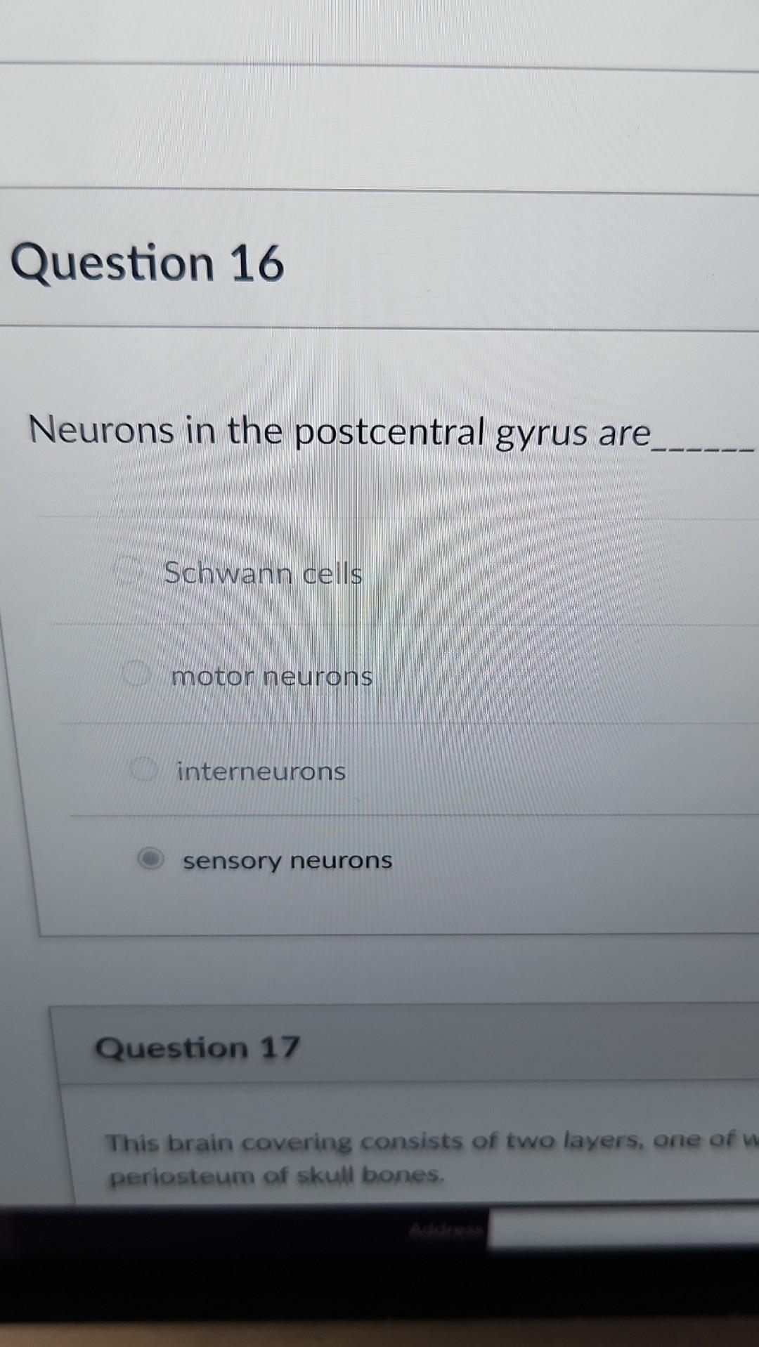 Solved Neurons in the postcentral gyrus are Schwann cells | Chegg.com
