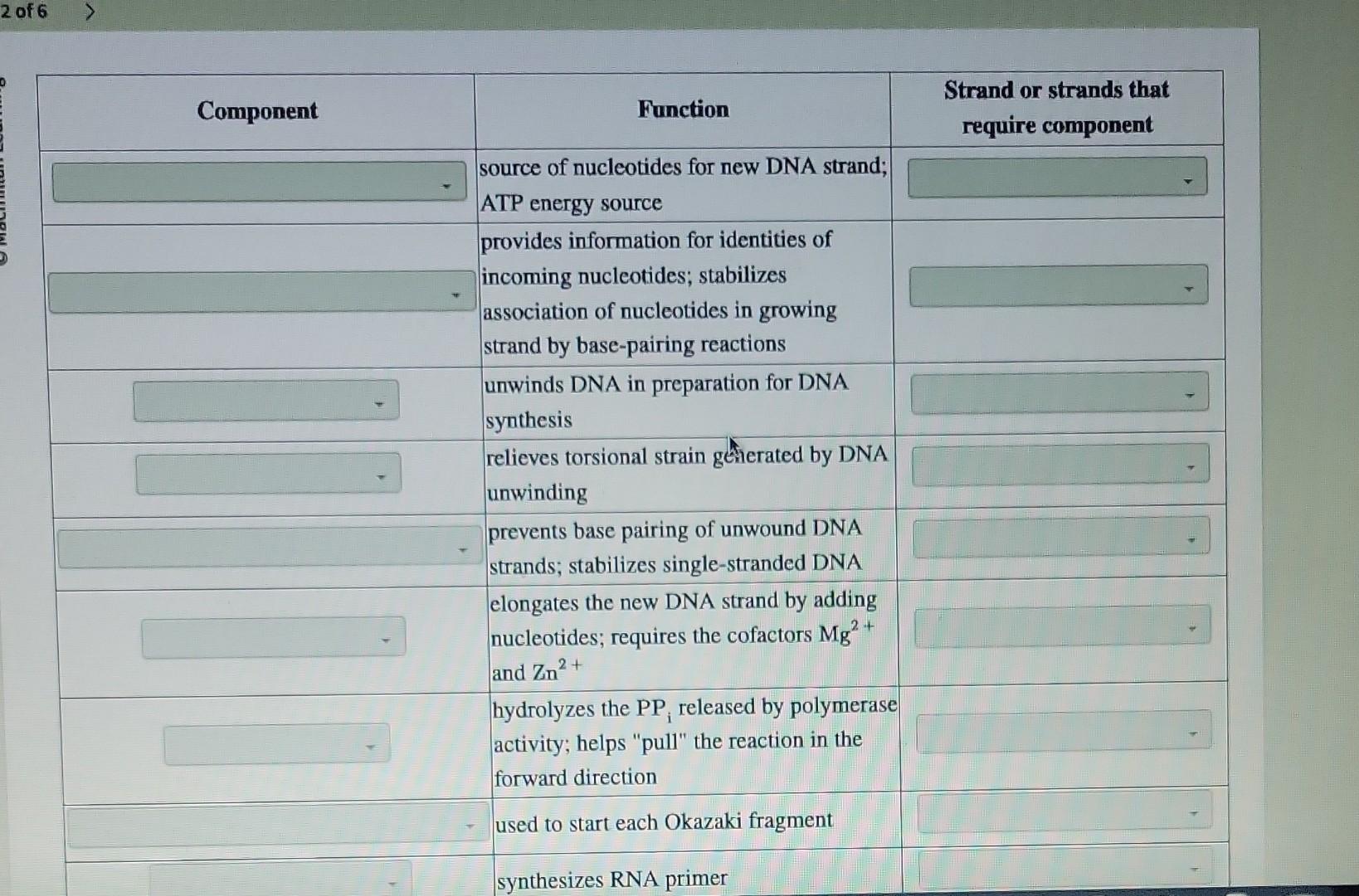 strand by base-pairing reactions unwinds DNA in | Chegg.com