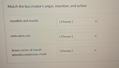 Solved Match the buccinator's origin, insertion, and | Chegg.com