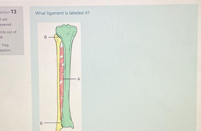 Solved estion 13 What ligament is labeled A? t yet swered | Chegg.com Solved estion 13 What ligament is labeled A? t yet swered | Chegg.com