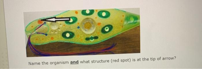 Solved Name the organism and what structure (red spot) is at | Chegg.com