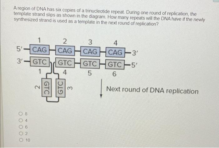 Solved A region of DNA has six copies of a trinucleotide | Chegg.com