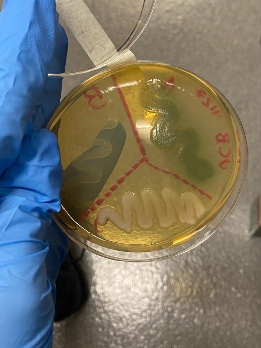 Sab-dex plate mo unknown A - lots or growth - rased - | Chegg.com