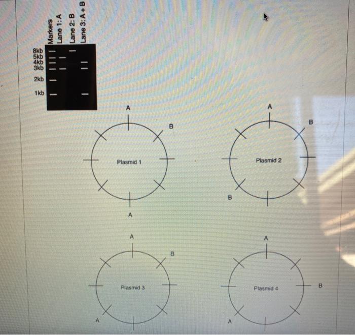 Solved of the following plasmids, which is compatible with | Chegg.com