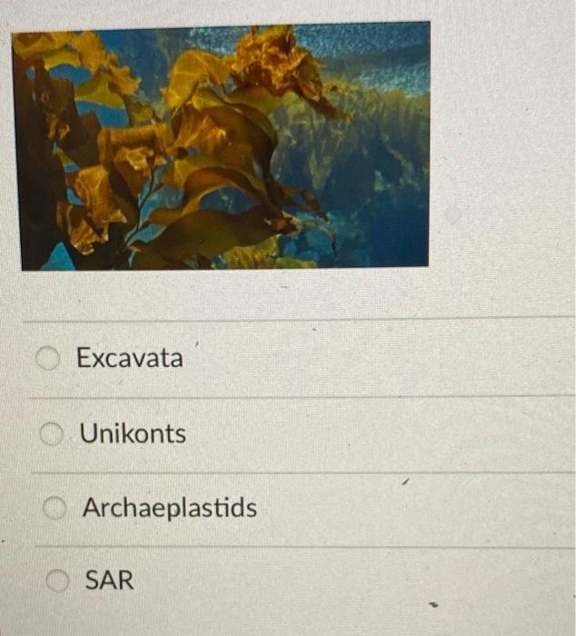 Solved Unikonts Excavata SAR Archaeplastids O Excavata | Chegg.com