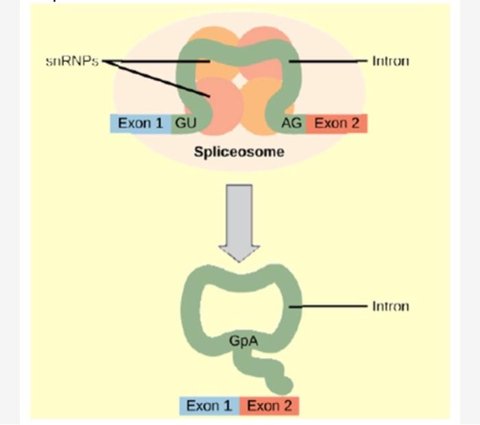 Solved errors in splicing are implicated in cancers and | Chegg.com