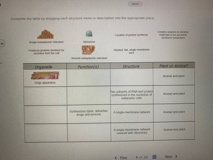 Solved Complete the table by dragging each structure name or | Chegg.com