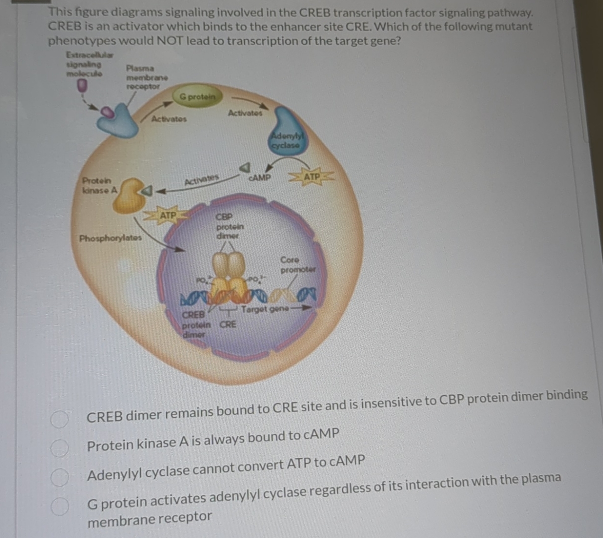 Solved This figure diagrams signaling involved in the CREB | Chegg.com