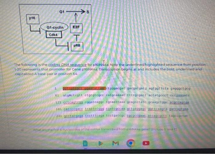 Solved G1 p16 민원 Cdk4 G1-cyclin E2F T PRB The following is | Chegg.com