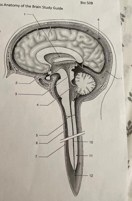 Solved Bio 50B ss Anatomy of the Brain Study Guide | Chegg.com