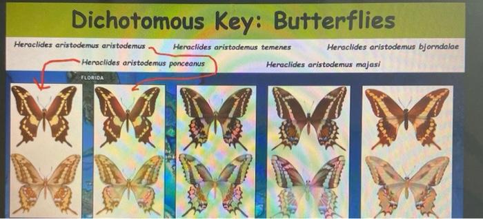 Dichotomous Key: Butterflies Heraclides aristodemus | Chegg.com