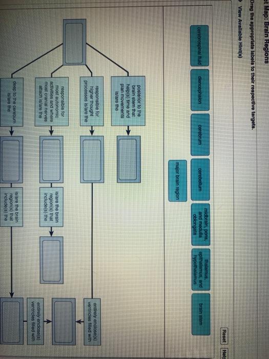 Solved abeling Activity: The major somatic motor pathways | Chegg.com