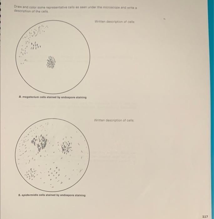 Solved he endospore stain is an example of a structural | Chegg.com