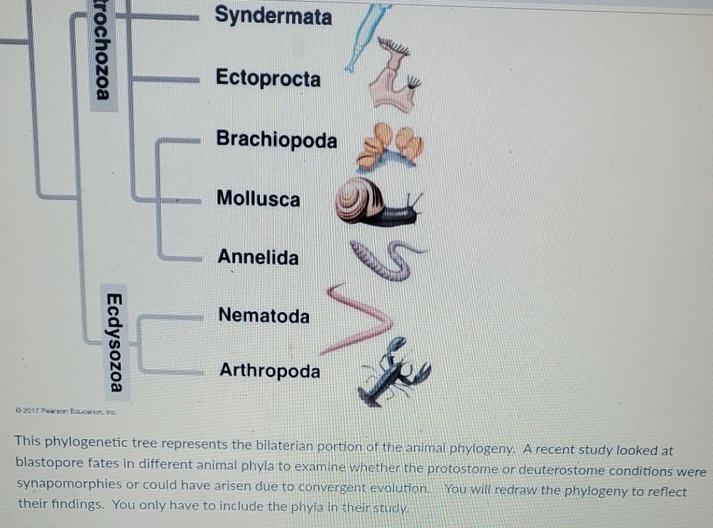 Hemichordata ㄷ Echinodermata Deuterostomia & 부 | Chegg.com