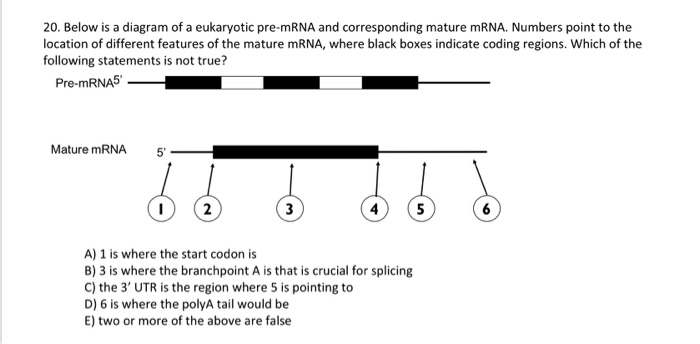 Solved 20. Below is a diagram of a eukaryotic pre-mRNA and | Chegg.com