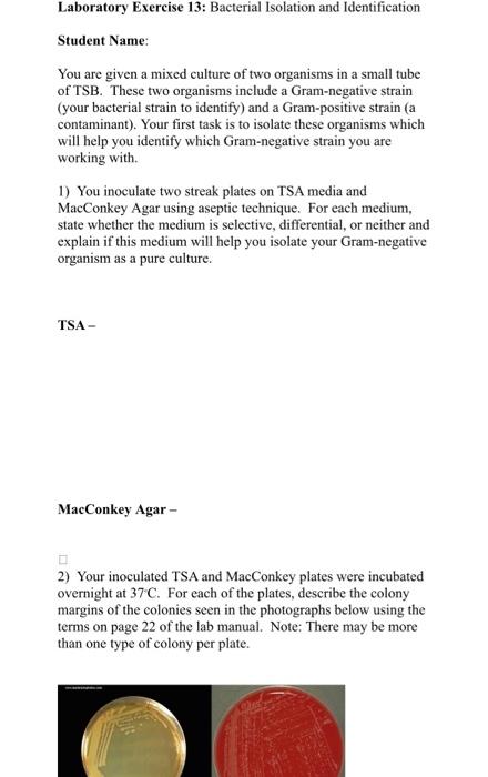 Solved Laboratory Exercise 13: Bacterial Isolation and | Chegg.com