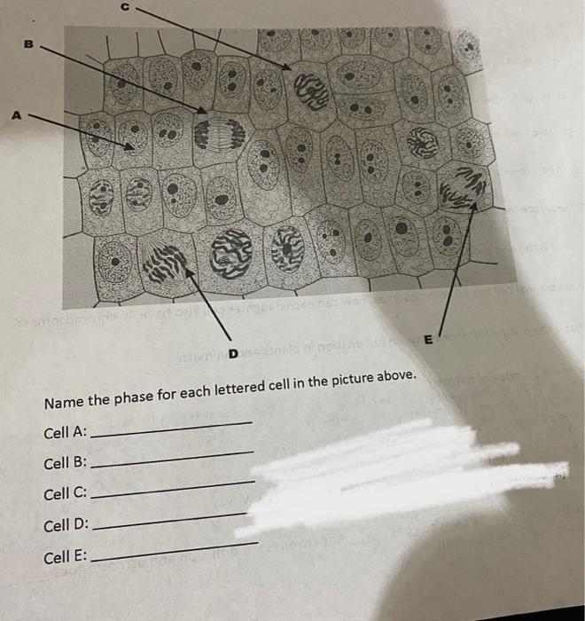 Solved Name the phase for each lettered cell in the picture | Chegg.com