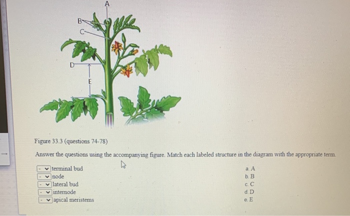 Solved Figure 33.3 (questions 74-78) Answer the questions | Chegg.com