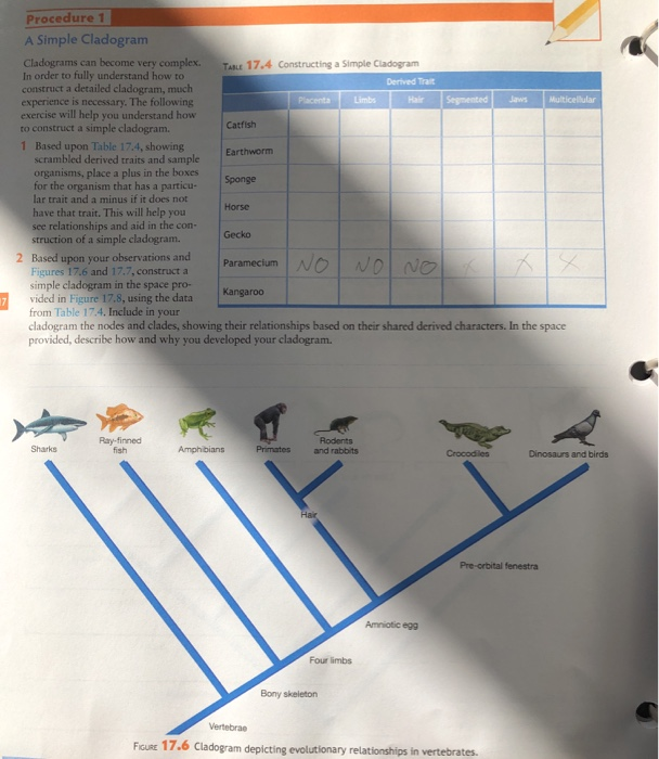 Solved Procedure 1 A Simple Cladogram Cladograms Can Become Chegg Solved Procedure 1 A Simple Cladogram Cladograms Can Become Chegg