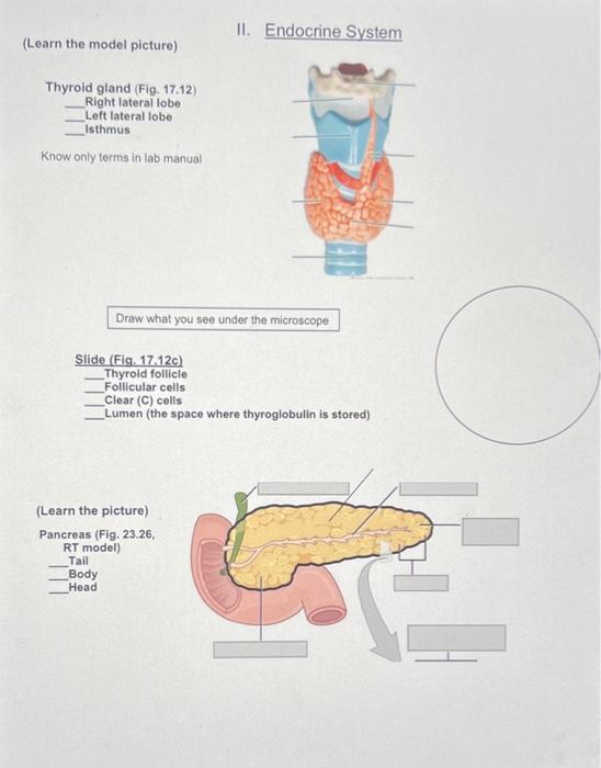 (Learn the model picture) II. Endocrine System | Chegg.com