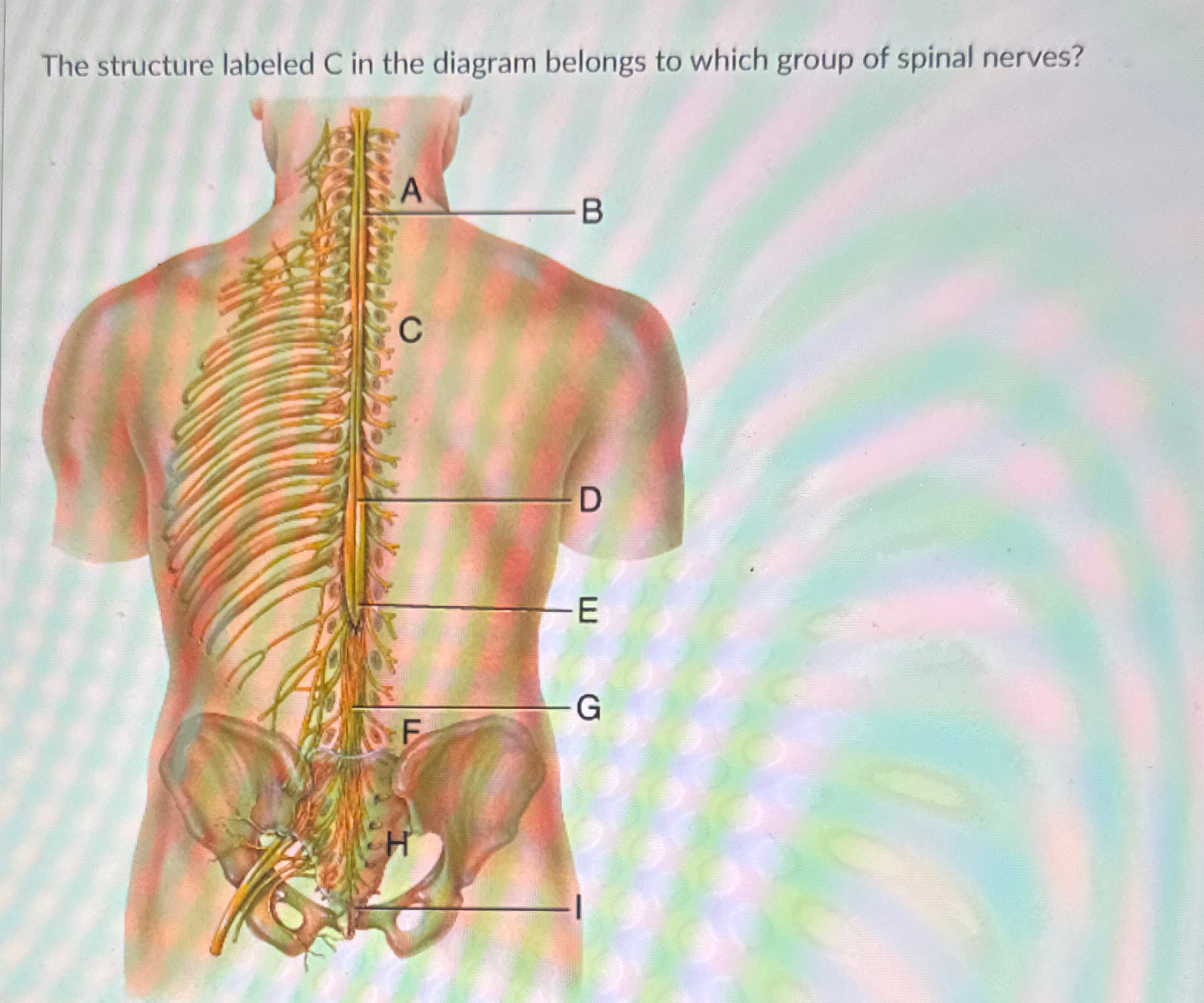 Solved The structure labeled C ﻿in the diagram belongs to | Chegg.com