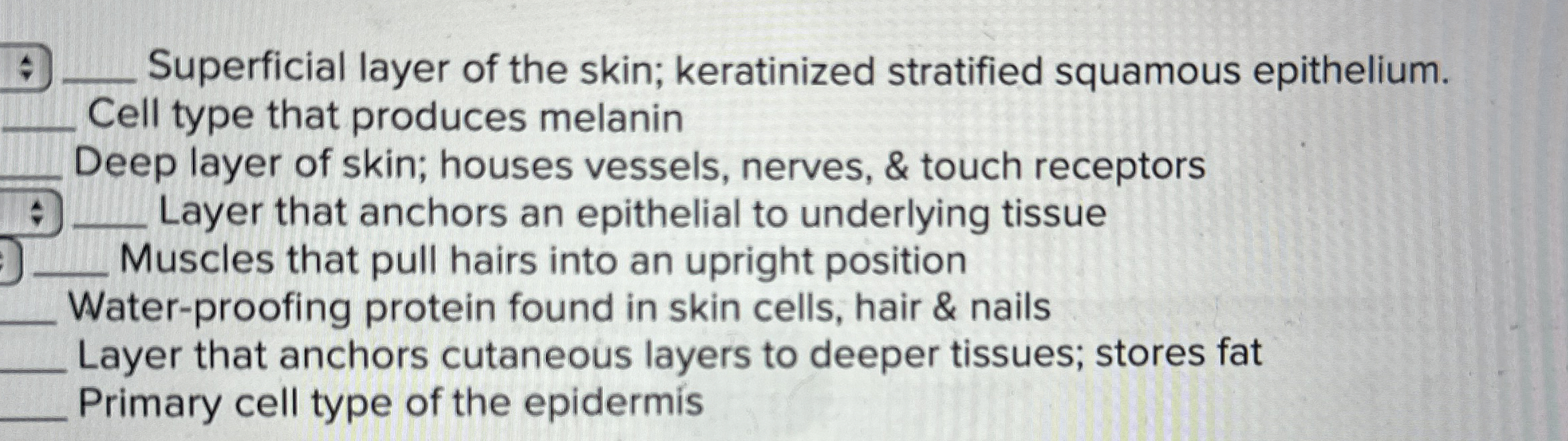 Solved q, ﻿Superficial layer of the skin; keratinized | Chegg.com
