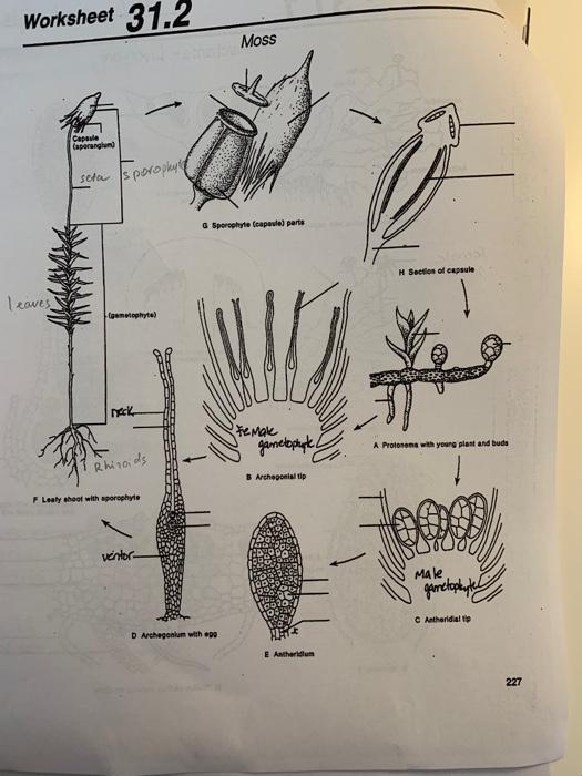 Solved Worksheet 33.3 Phylum Pterophyta Fern Gametophyte A | Chegg.com