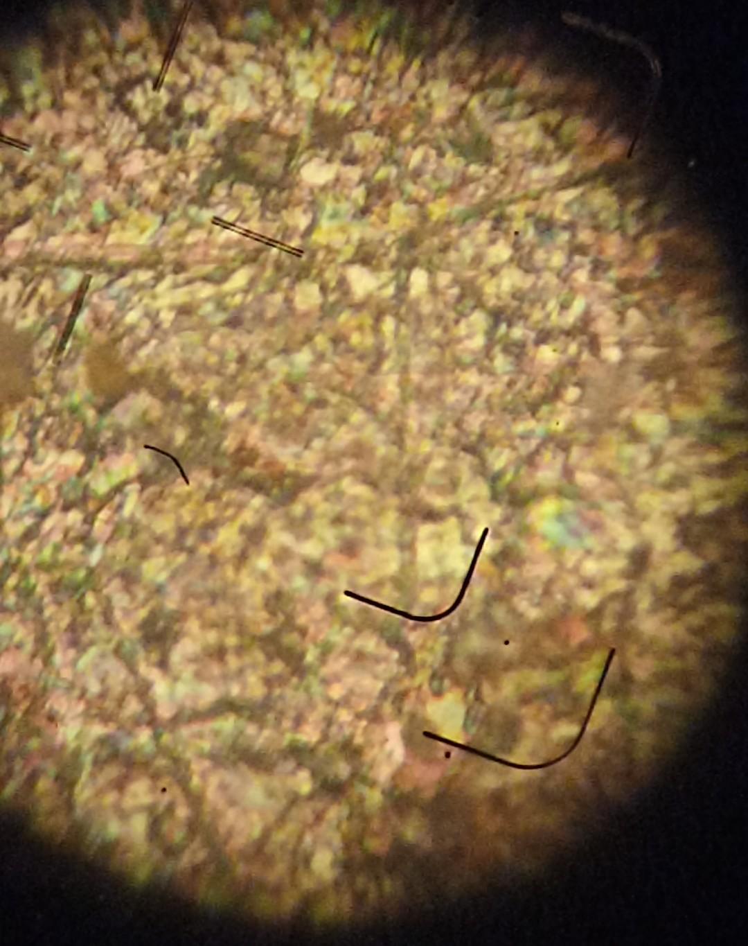 Solved Question | Chegg.com