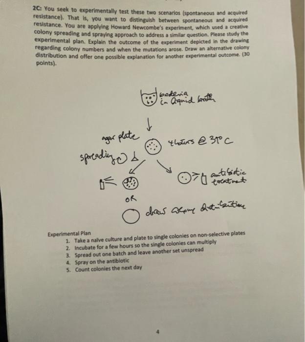 Solved 2C: You seek to experimentally test these two | Chegg.com