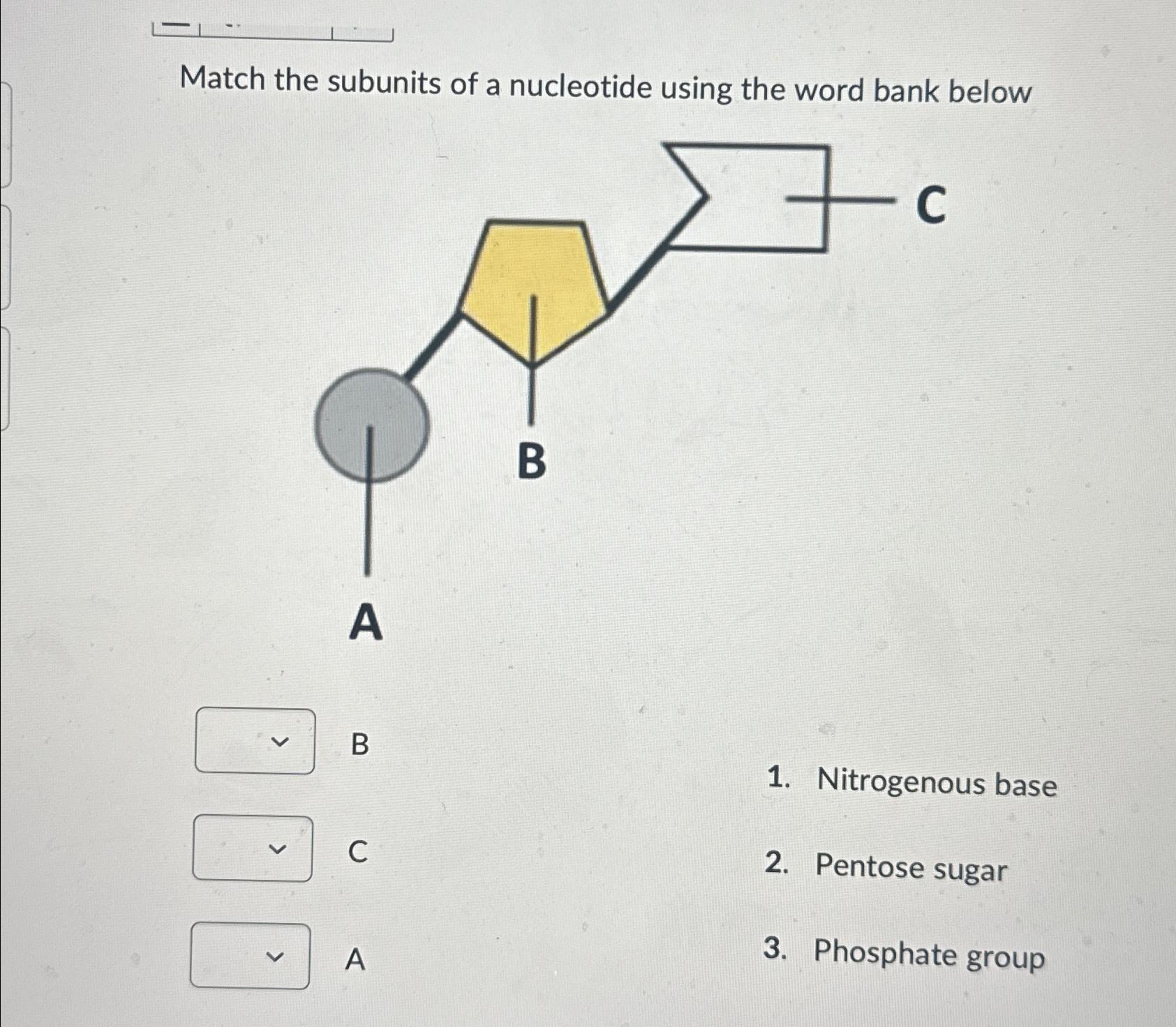 Solved Match the subunits of a nucleotide using the word | Chegg.com