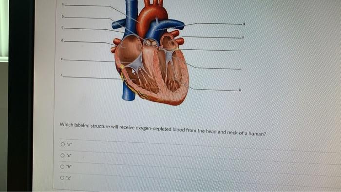 Solved Which labeled structure will receive oxygen-depleted | Chegg.com